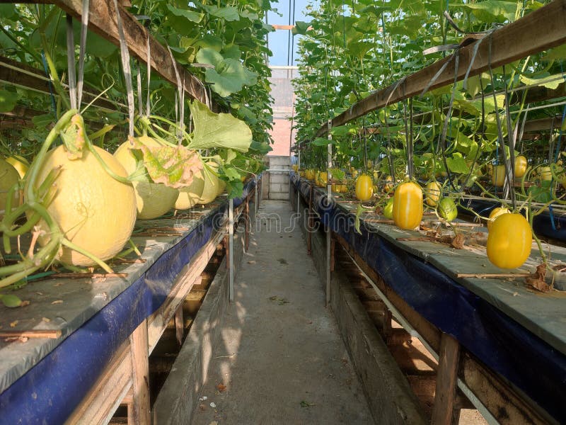 Hydroponic Melon and Watermelon Plants in the Garden Stock Photo ...