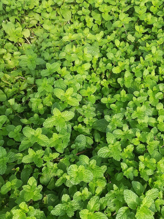 Hydroponic Mint Leaf Garden Stock Image - Image of flower, evergreen ...