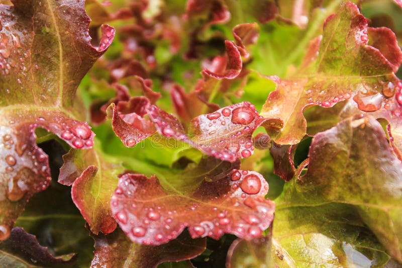 Hydroponic organic stock image. Image of garden, cook - 77172031