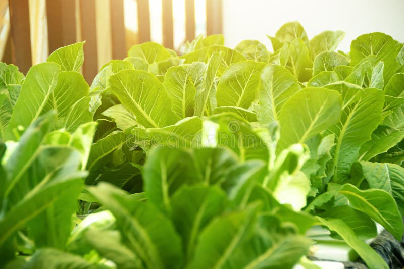 Hydroponic Organic Vegetable Farm, Soilless Farming Stock Photo - Image ...