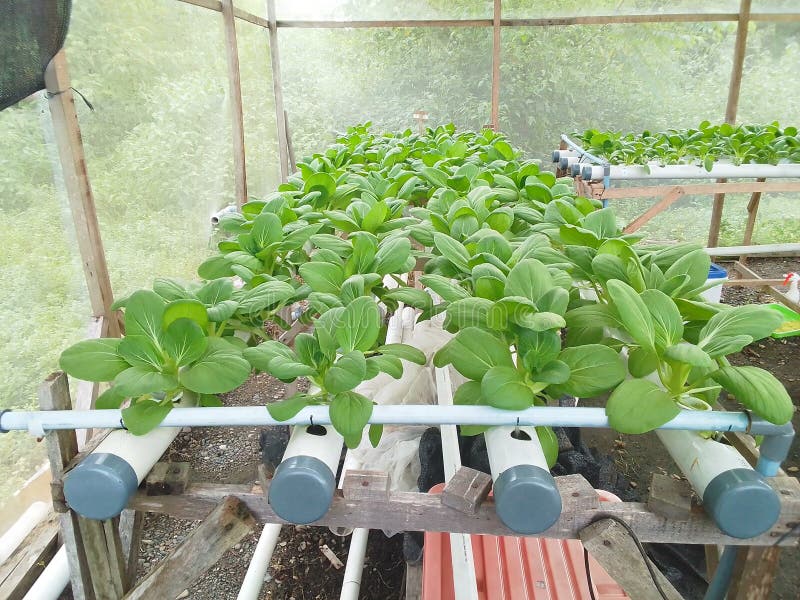 Hydroponic Pakcoy Deep Flow Technique System Stock Photo - Image of ...