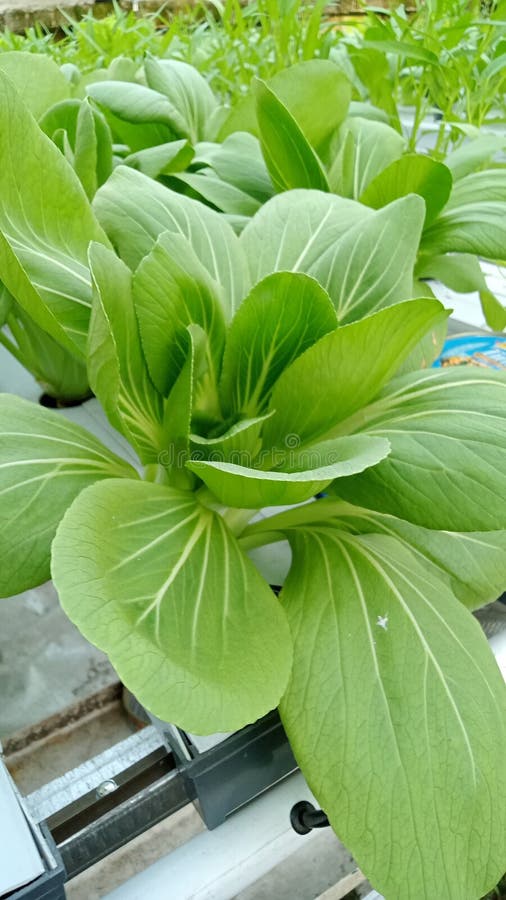 Hydroponic Pakcoy Vegetables Stock Photo - Image of pakcoy, sayur ...