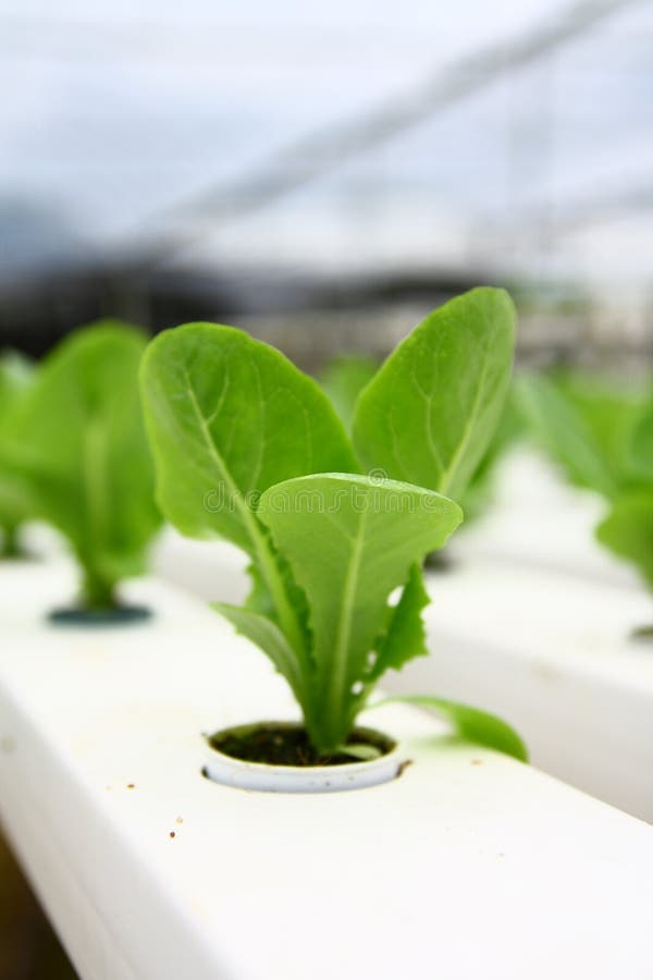 HYDROPONIC PLANTATION Picture. Image: 19633970