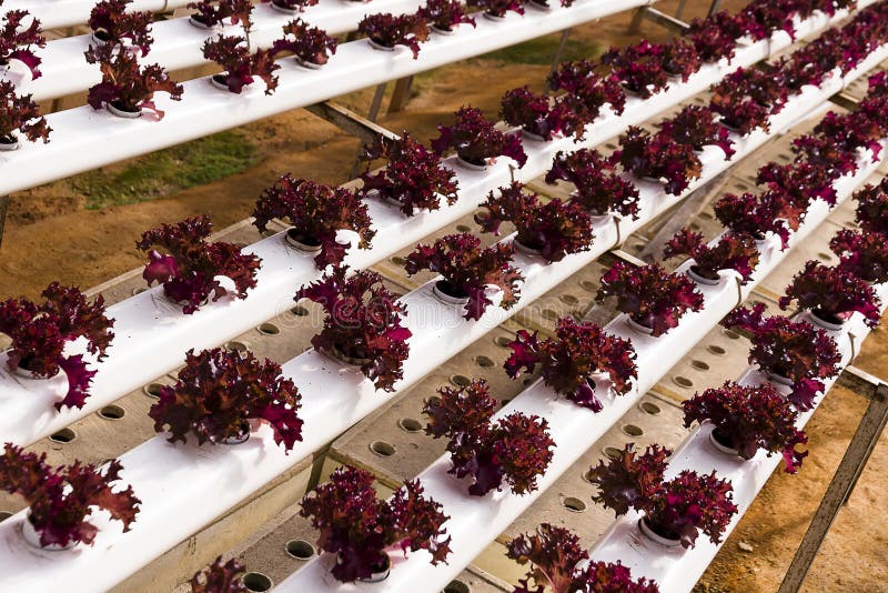 Tea plantation stock photo. Image of plants, green, plantation - 52190778