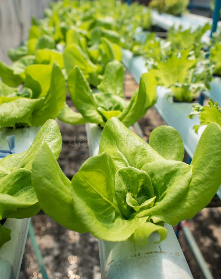 Hydroponic plants stock image. Image of young, food, industry - 44610157