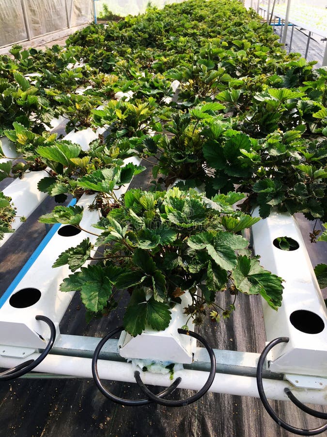 Hydroponic plants in farm stock photo. Image of organic - 68288808