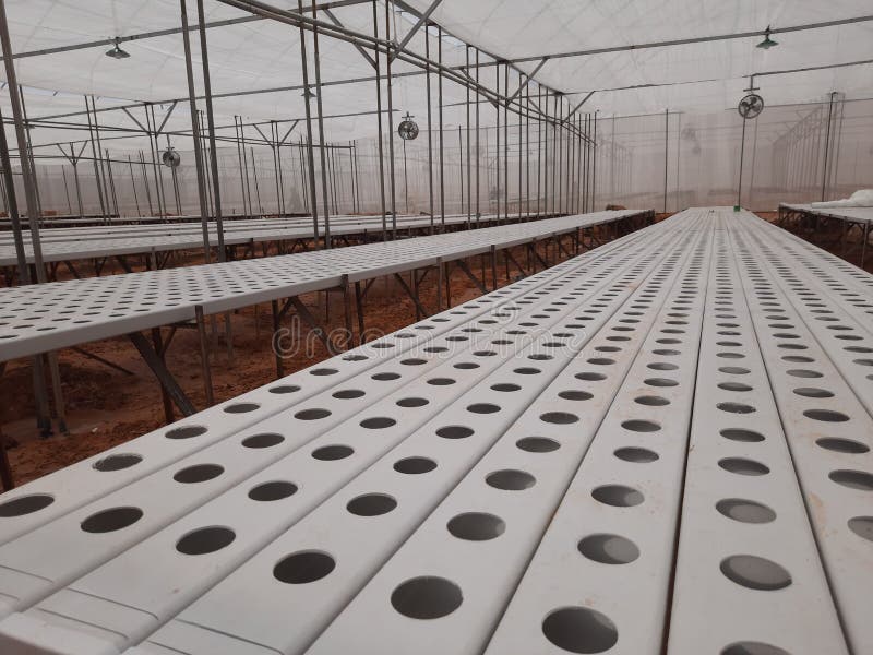 Hydroponic Rails in Plant Nurseries Stock Photo - Image of green, plant ...
