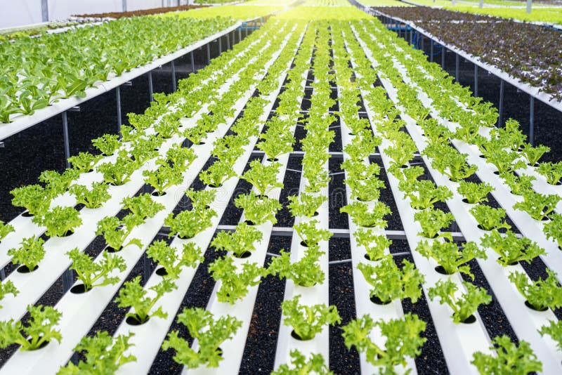 Hydroponic Salad Plot. Growing Salad Stock Image - Image of pollution ...