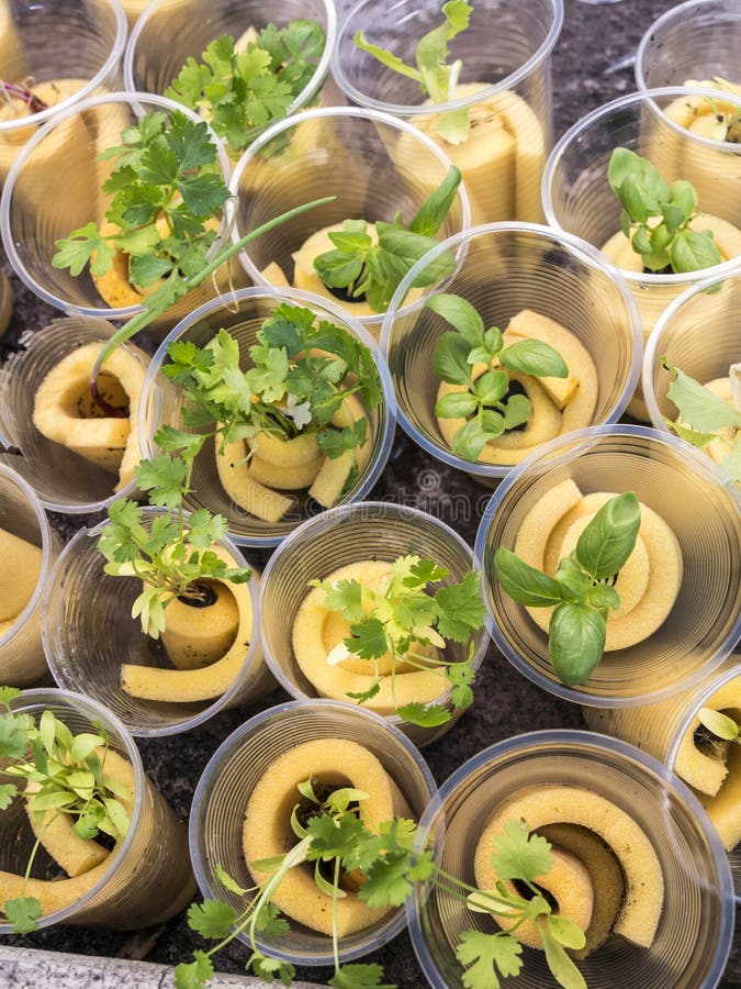Hydroponic Seedling Baskets Prepared for Planting in a Controlled ...