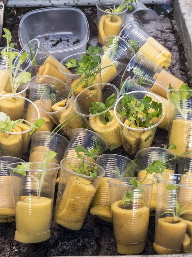 Hydroponic Seedling Baskets Prepared for Planting in a Controlled ...