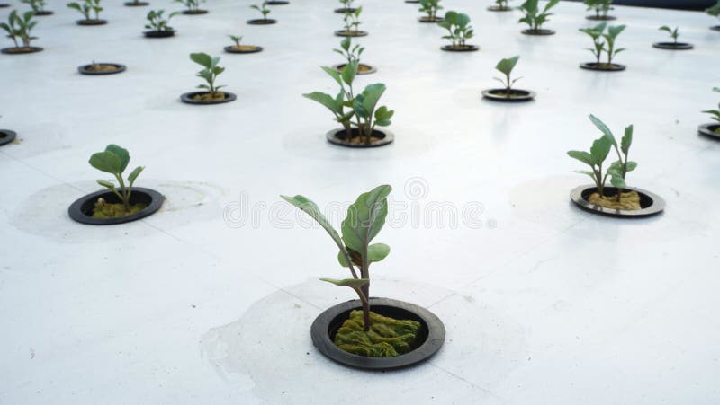 Hydroponic Seedlings in Circular Containers on White Surface in ...