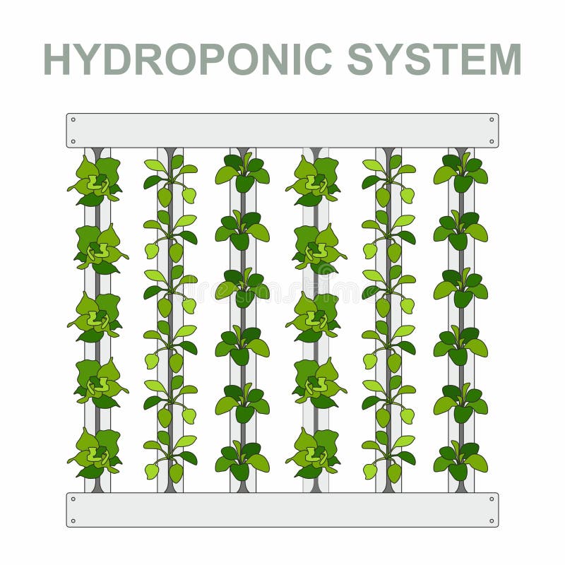 Hydroponic System for Growing Different Plants, Strawberries, Lettuce ...