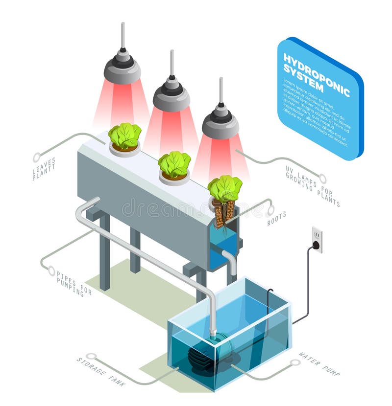Hydroponic Infographic Stock Illustrations – 57 Hydroponic Infographic ...