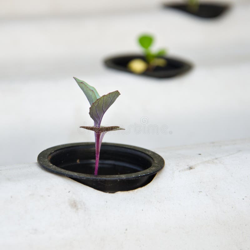 Hydroponic system seedling stock photo. Image of healthy - 31535922