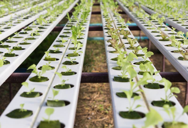 Hydroponic Technology, Organic Hydroponic Vegetable Cultivation Farm ...