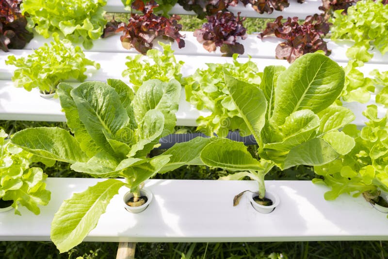 The Hydroponic Technology. Organic Hydroponic Vegetable Cultivation ...