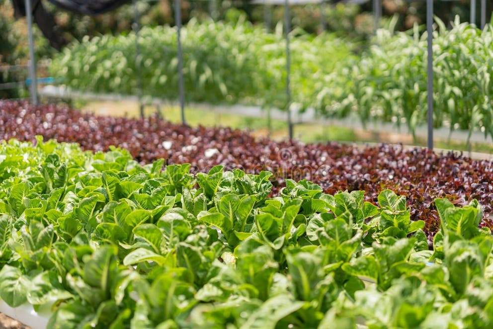 Hydroponic Vegetable Concept, Fresh Cos Lettuce in Hydroponic System at ...