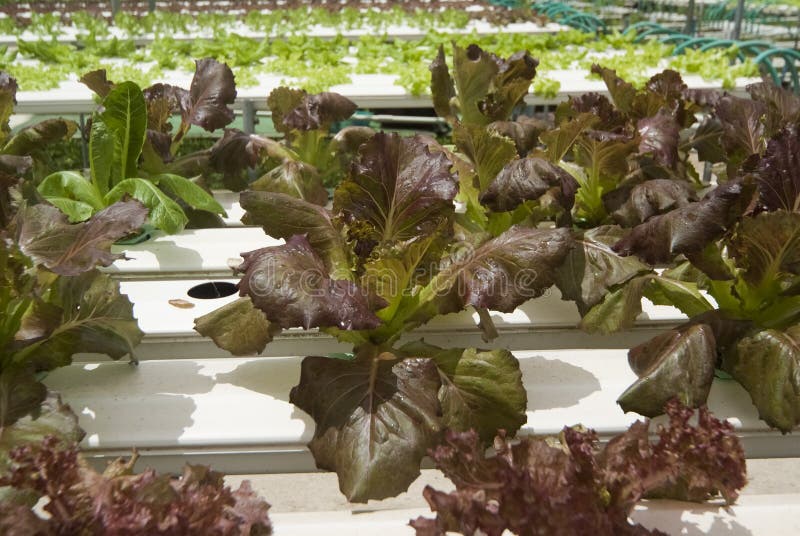 Hydroponic Vegetable Gardening Stock Image - Image of water ...