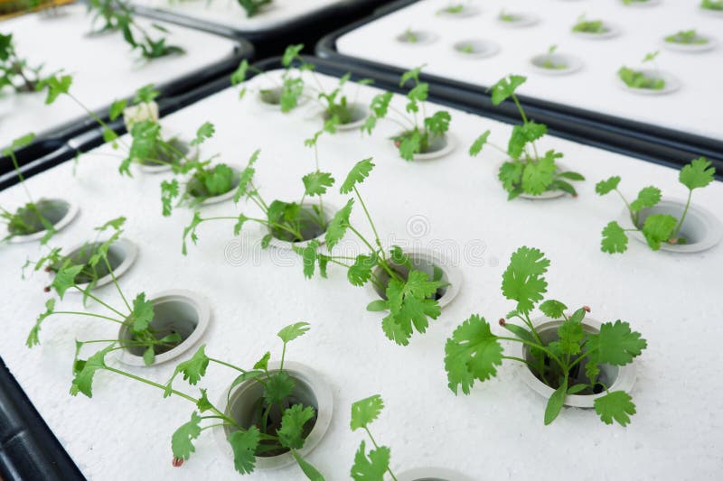 Hydroponic Vegetable Growing with Foam Sheets Stock Photo - Image of ...