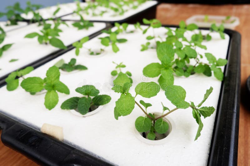 Hydroponic Vegetable Growing with Foam Sheets Stock Photo - Image of ...