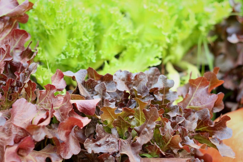 Hydroponic Vegetable in Nature at the Garden Stock Image - Image of ...