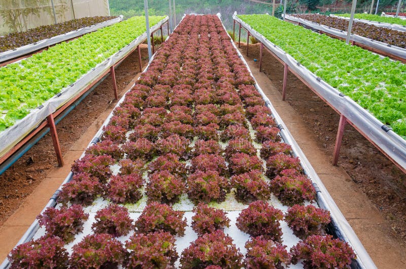 Rows of Assorted Hydroponic Vegetable Growing in a Green House ...
