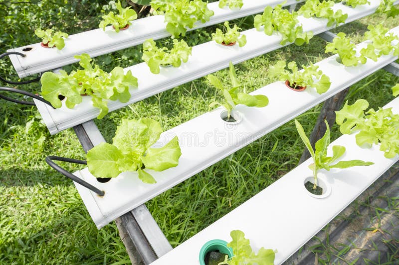 The Hydroponic Vegetable is Planted in a Garden Stock Photo - Image of ...