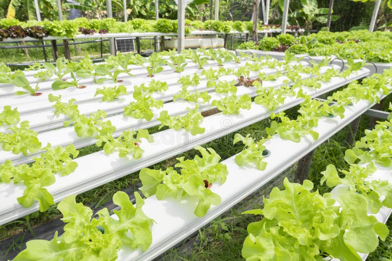 The Hydroponic Vegetable is Planted in a Garden Stock Photo - Image of ...