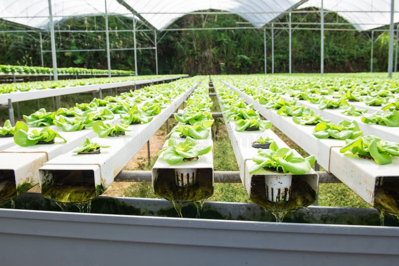 Hydroponic Vegetable Planting Stock Image - Image of grow, agriculture ...