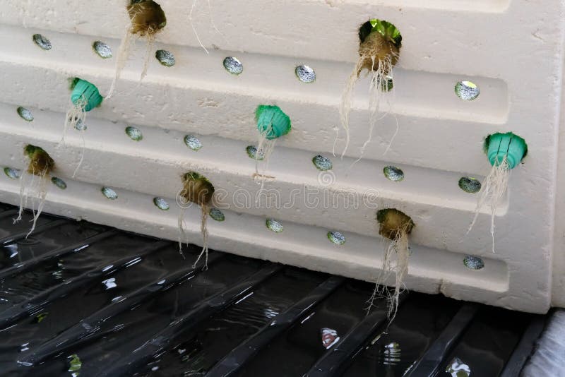 Hydroponic Vegetable Root Under Foam in Plant Nursery. Stock Photo ...