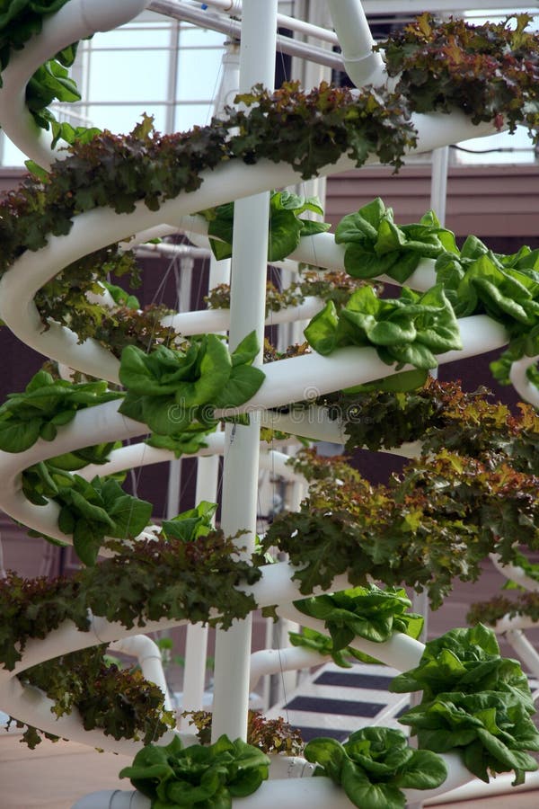 Hydroponic Vegetables stock photo. Image of vegetables - 7947308