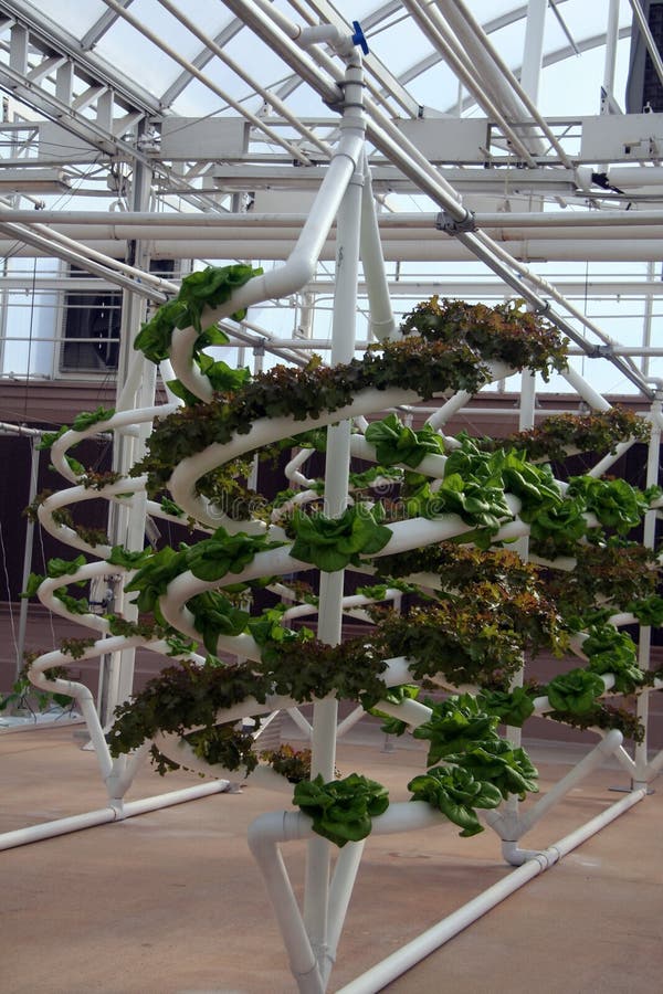 Root of Hydroponic Vegetables Stock Image - Image of natural, food ...