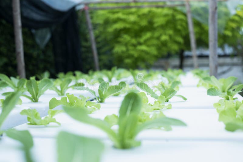 Hydroponic Vegetables in Foam Boxes, Organic Vegetables, Ideas for ...