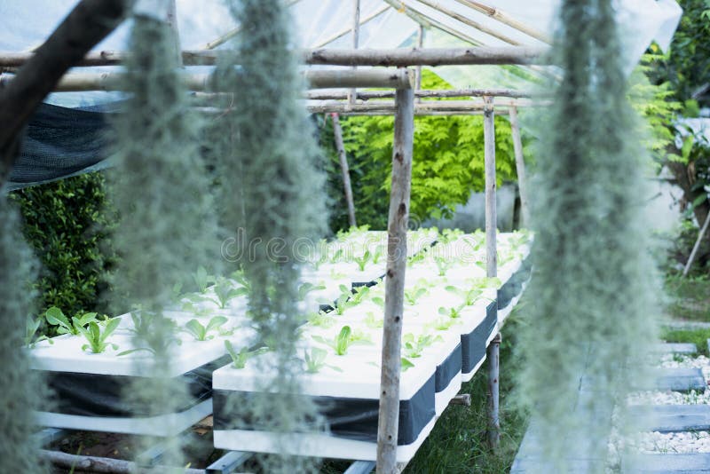 Hydroponic Vegetables in Foam Boxes, Organic Vegetables, Ideas for ...