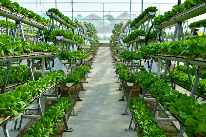 Hydroponic Vertical Farming Systems Stock Image - Image of harvest ...