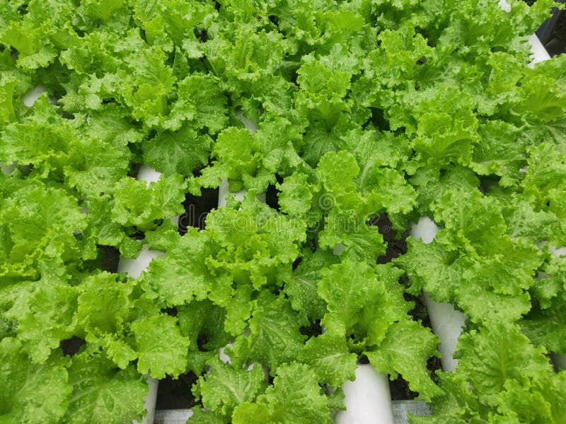 Hydroponic Watercress at Home Stock Image - Image of plant, dish: 268478575