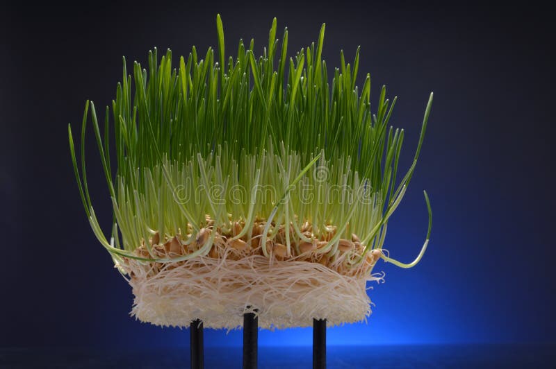 Hydroponic Wheatgrass Supported on a Pedestal Stock Photo - Image of ...