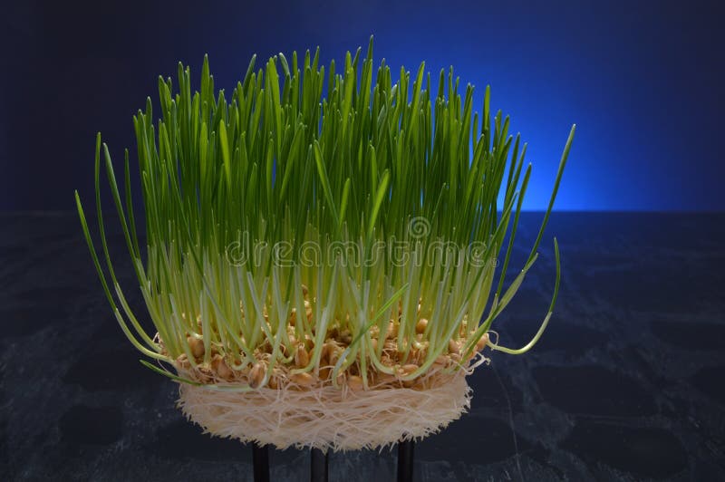 Hydroponic Wheatgrass Supported on a Pedestal Stock Image - Image of ...