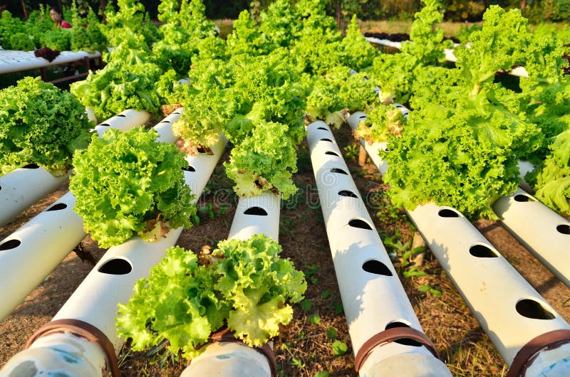 Watering of Nursery Plantation Stock Photo - Image of drop, nursery ...