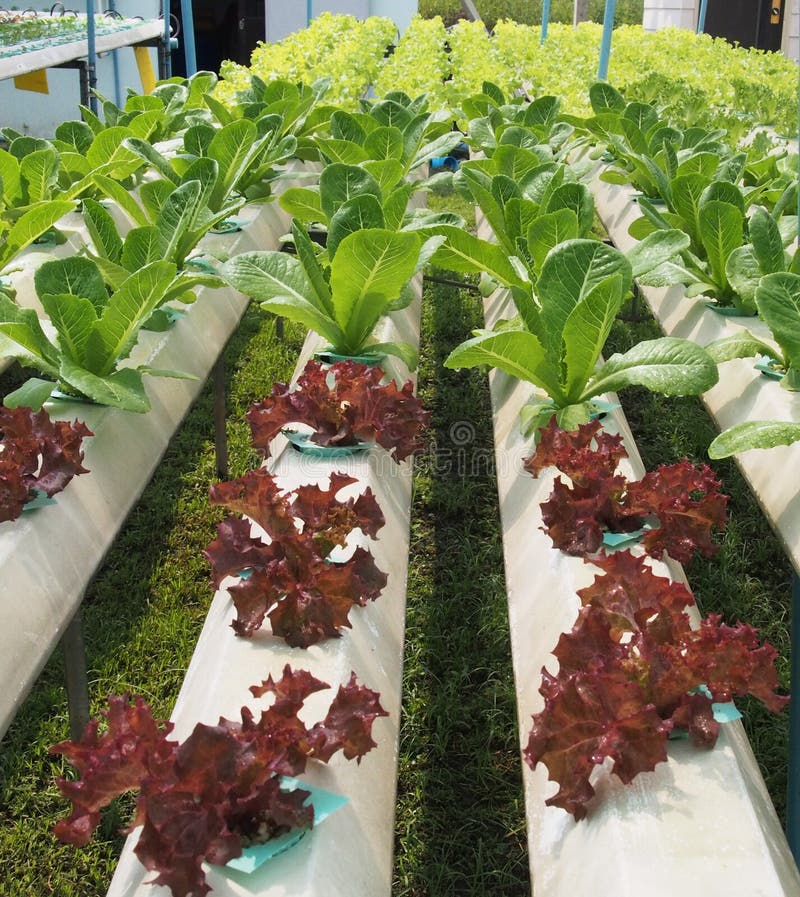Hydroponics farm stock photo. Image of vegetable, salad - 43827992