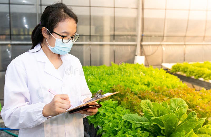 Hydroponics Farm, Scientist or Worker Testing and Collect Data from ...