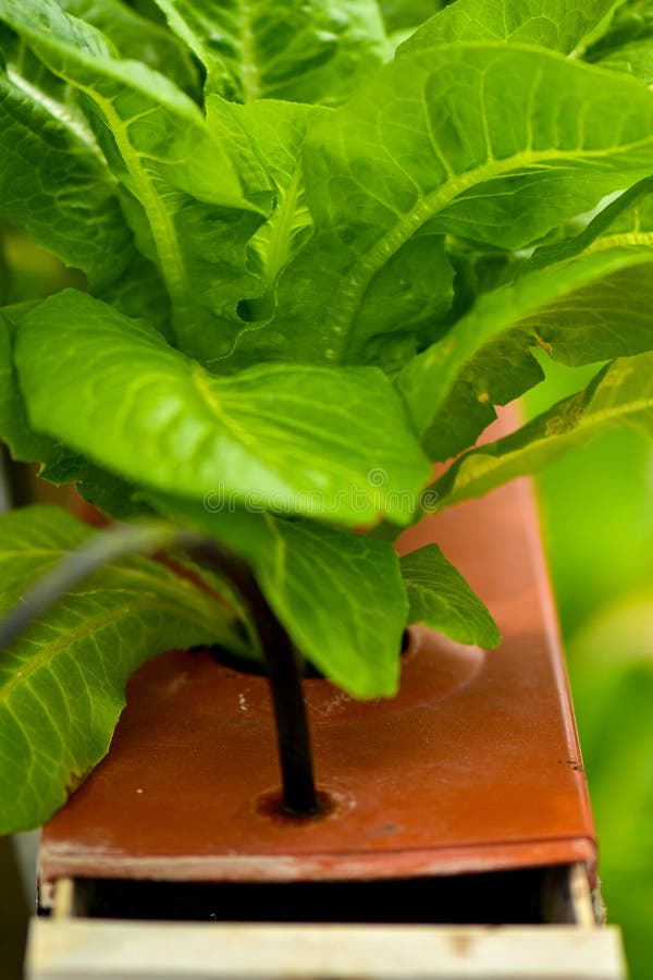 Hydroponics Floating System Farming Stock Image - Image of floating ...