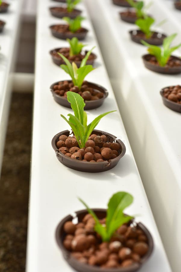 Hydroponics Method of Growing Plants Stock Photo - Image of method ...