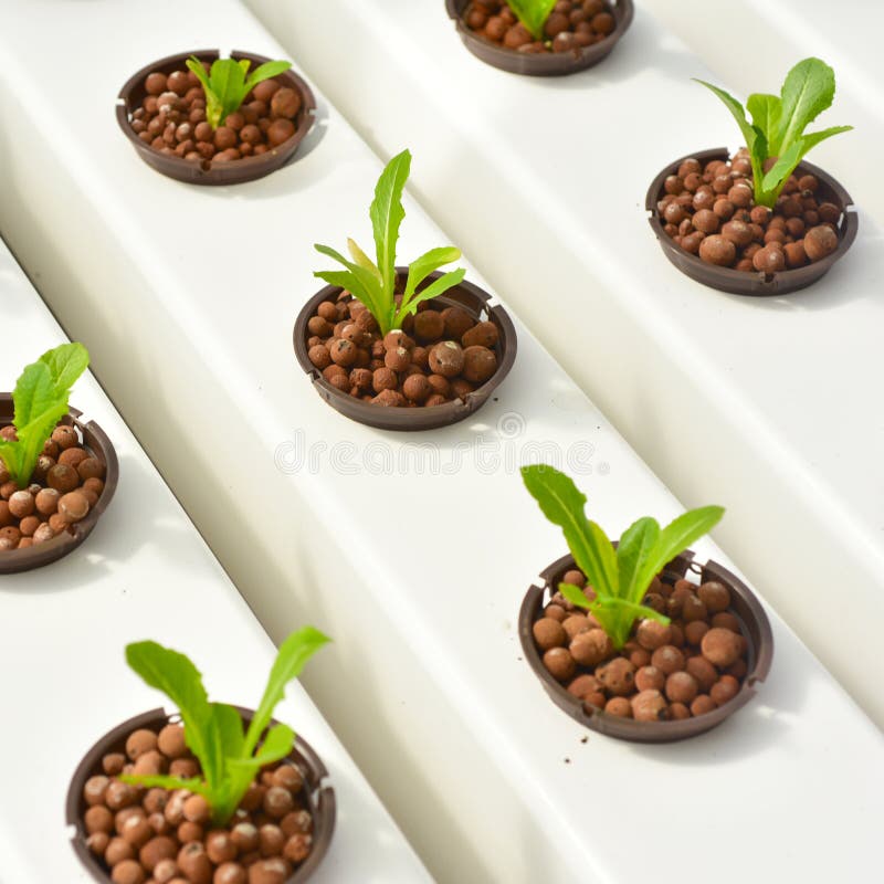 Hydroponics Method of Growing Plants Stock Photo - Image of vegetarian ...