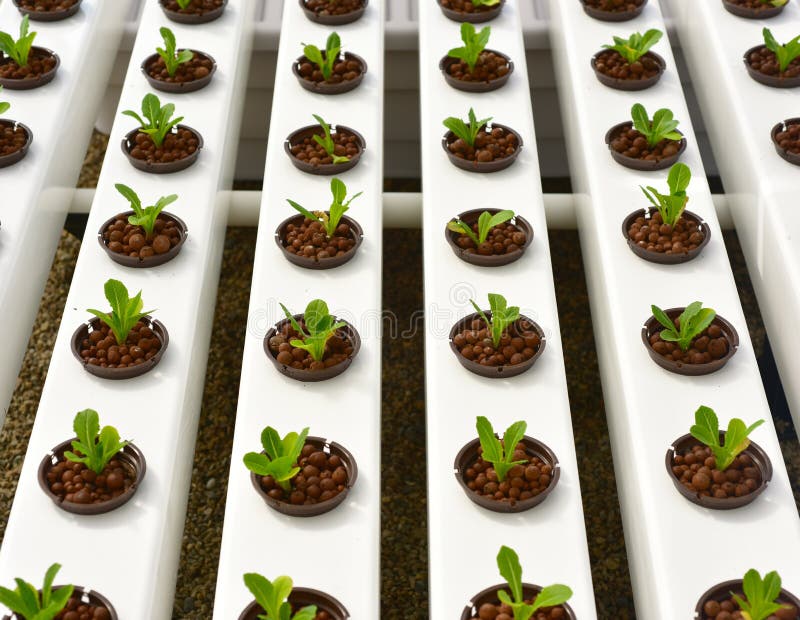 Hydroponics Method of Growing Plants Stock Photo - Image of hydroponics ...