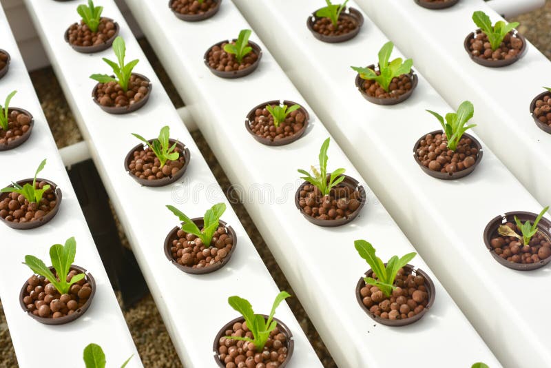 Hydroponics Method of Growing Plants Stock Photo - Image of water ...