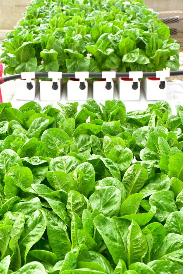 Hydroponics Method of Growing Plants Stock Image - Image of agriculture ...
