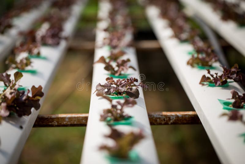 Hydroponics Method of Growing Plants Stock Image - Image of cultivation ...