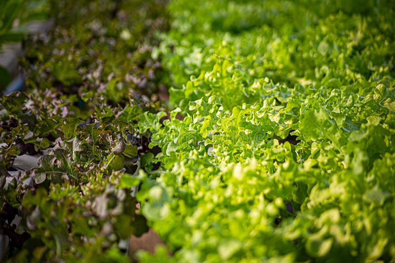 Hydroponics Method of Growing Plants Using Mineral Nutrient Solutions ...