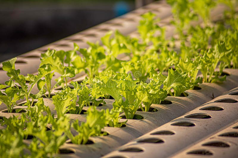 Hydroponics Method of Growing Plants Using Mineral Nutrient Solutions ...